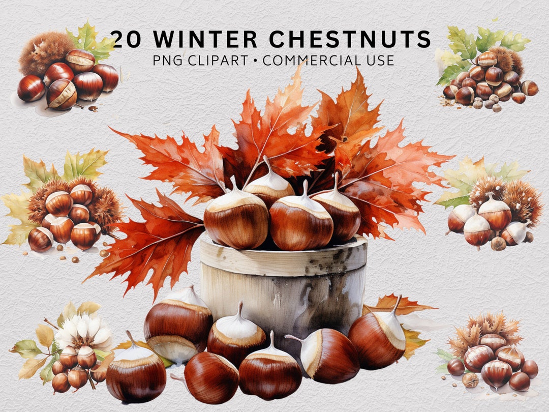Winter Chestnuts Clipart PNG Chestnut PNG Winter Clip Art - Etsy