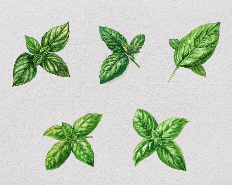 Handdrawn Basil PNG, Plant Clipart Bundle, Transparent PNG, Beautiful ...