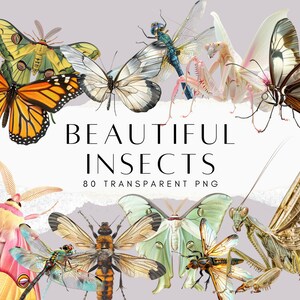 80 Beautiful Insect Clipart PNG, Bugs PNG, Bundle Transparent ...