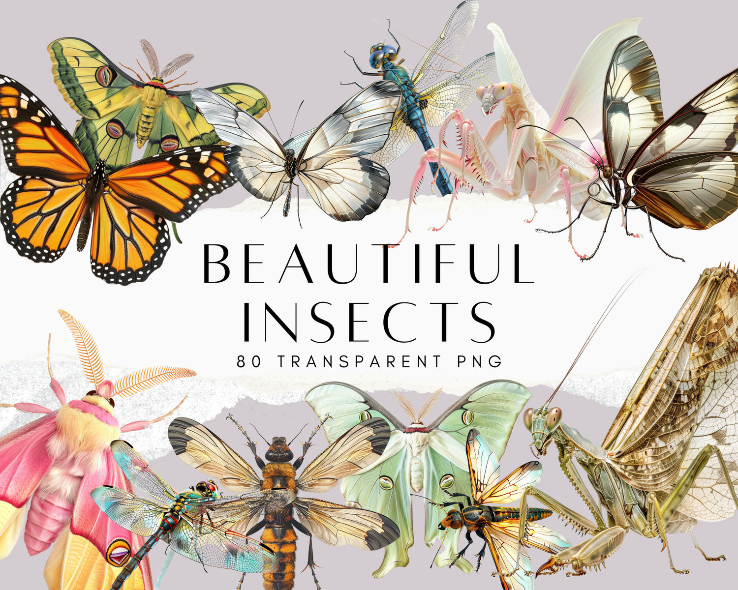 80 Beautiful Insect Clipart PNG, Bugs PNG, Bundle Transparent ...