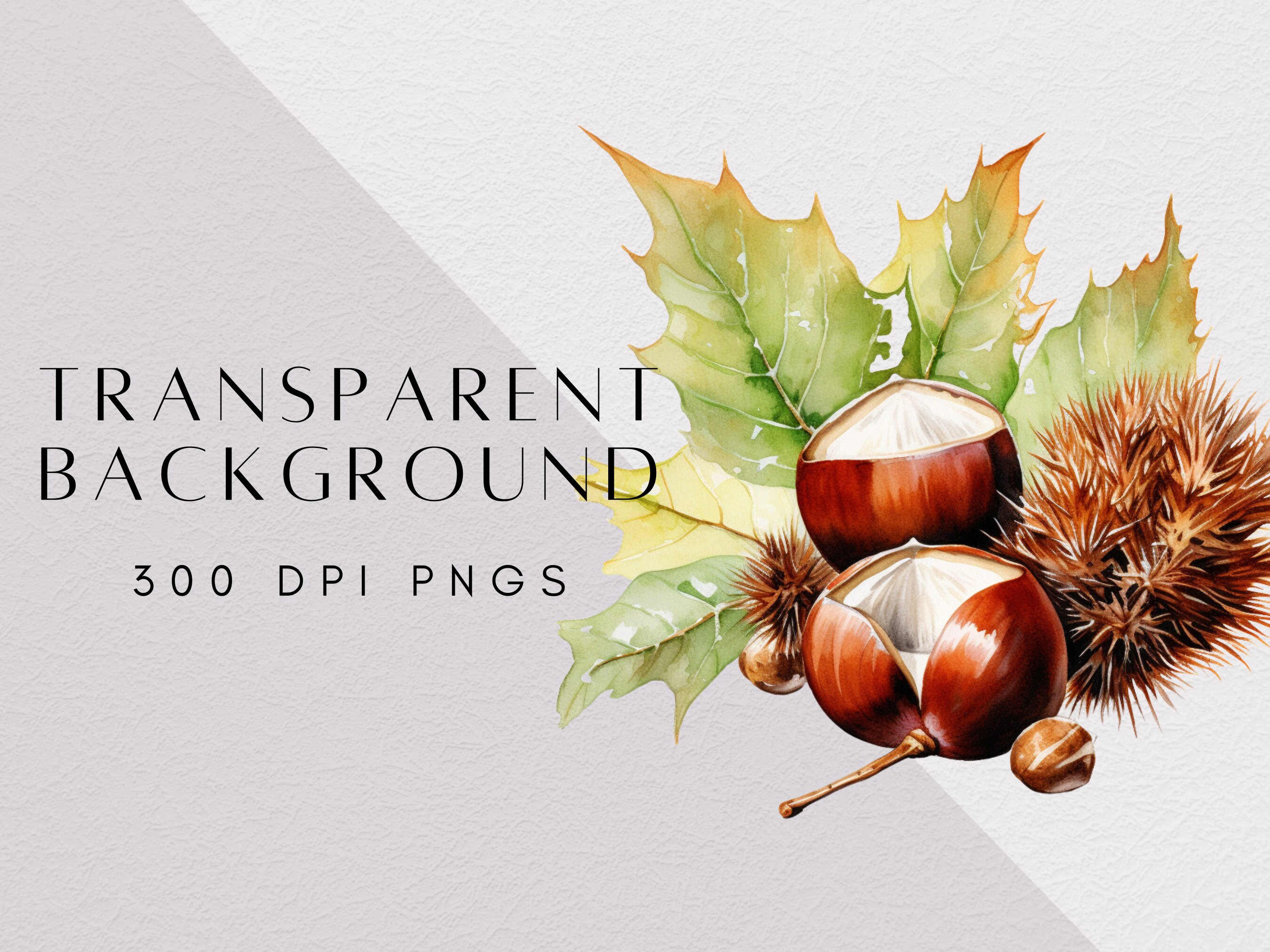 Winter Chestnuts Clipart PNG Chestnut PNG Winter Clip Art - Etsy