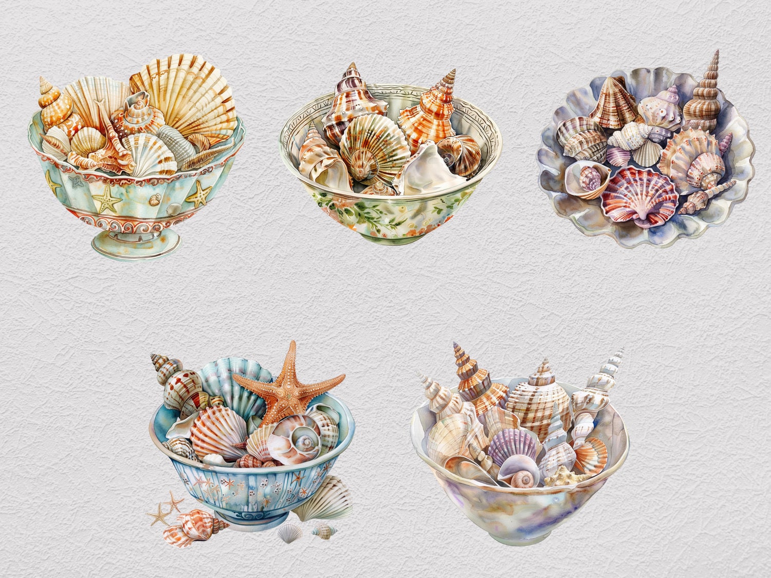 Seashell Collection Summer Clipart PNG Bundle Transparent Background ...