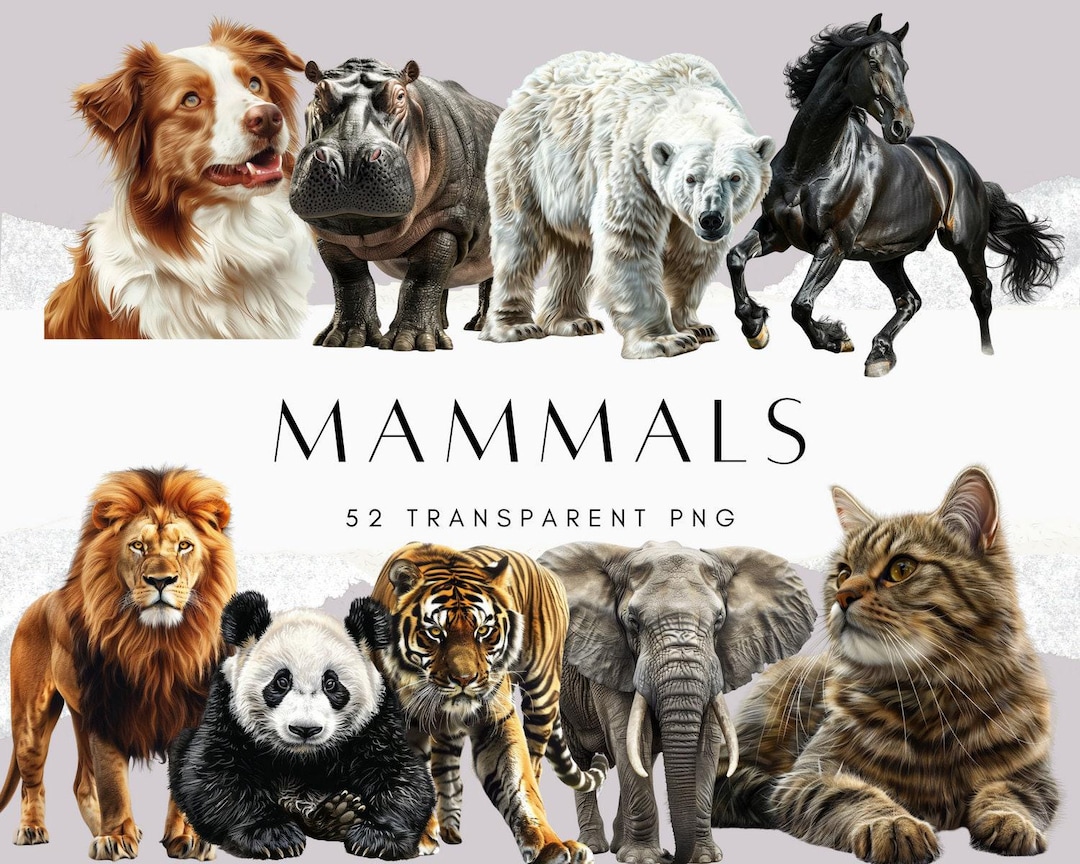 Mammals Clipart PNG Bundle, Transparent Clip Art for Kids Activity ...
