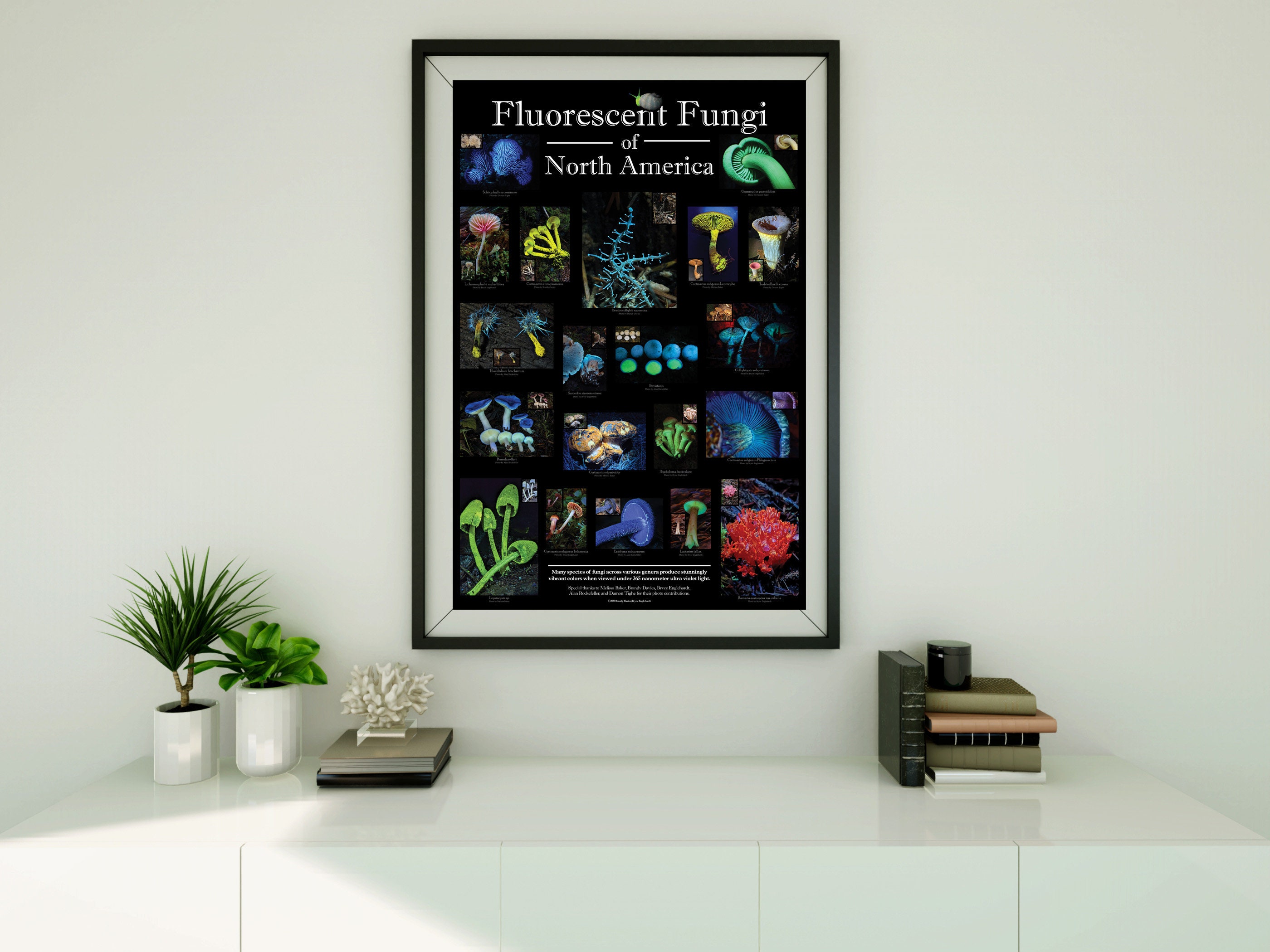 Fluorescent Fungi of North America Poster - Mushroom Poster - 24"x36 ...
