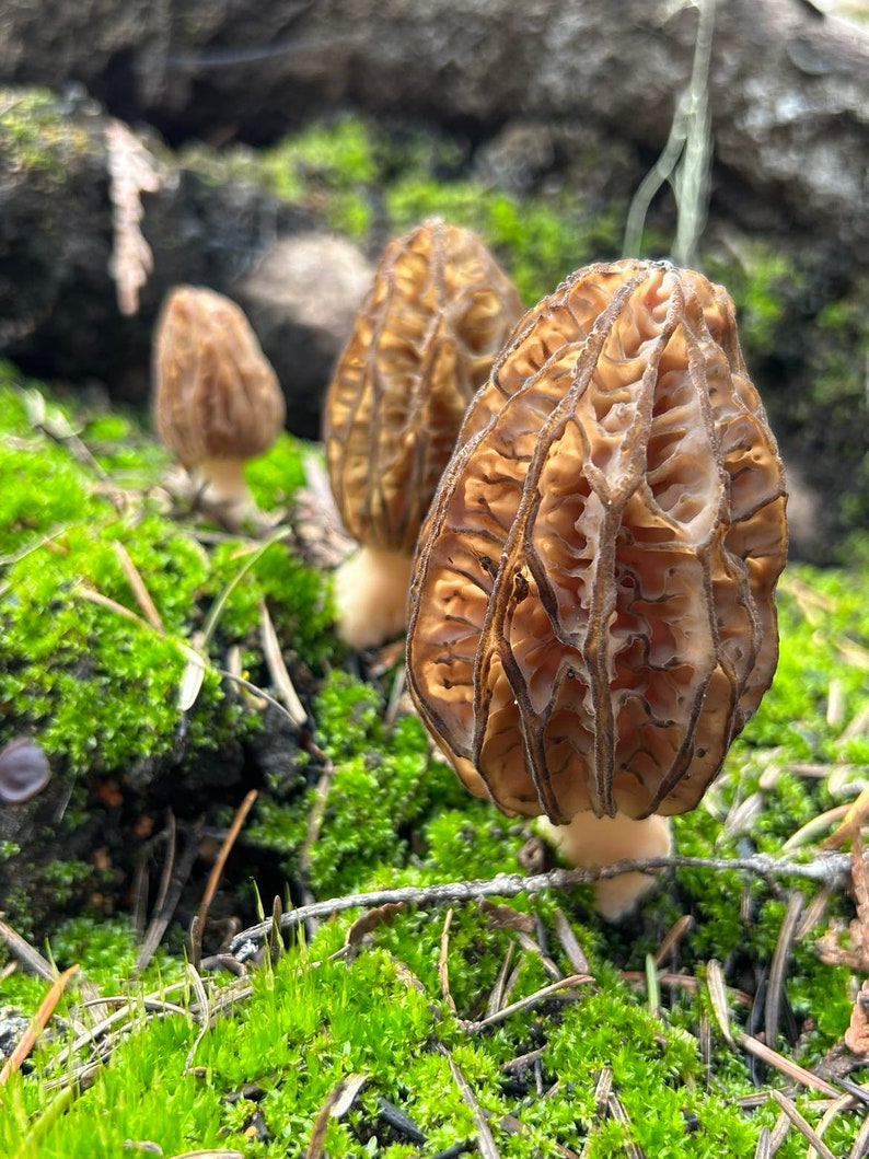 Dried Morel Mushrooms: Wild Foraged Gourmet Oregon Morchella - Etsy