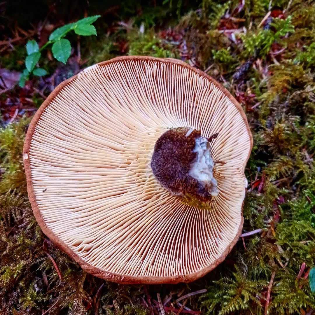 Dried Velvet Foot Paxillus Mushroom (tapinella Atrotomentosa) for ...