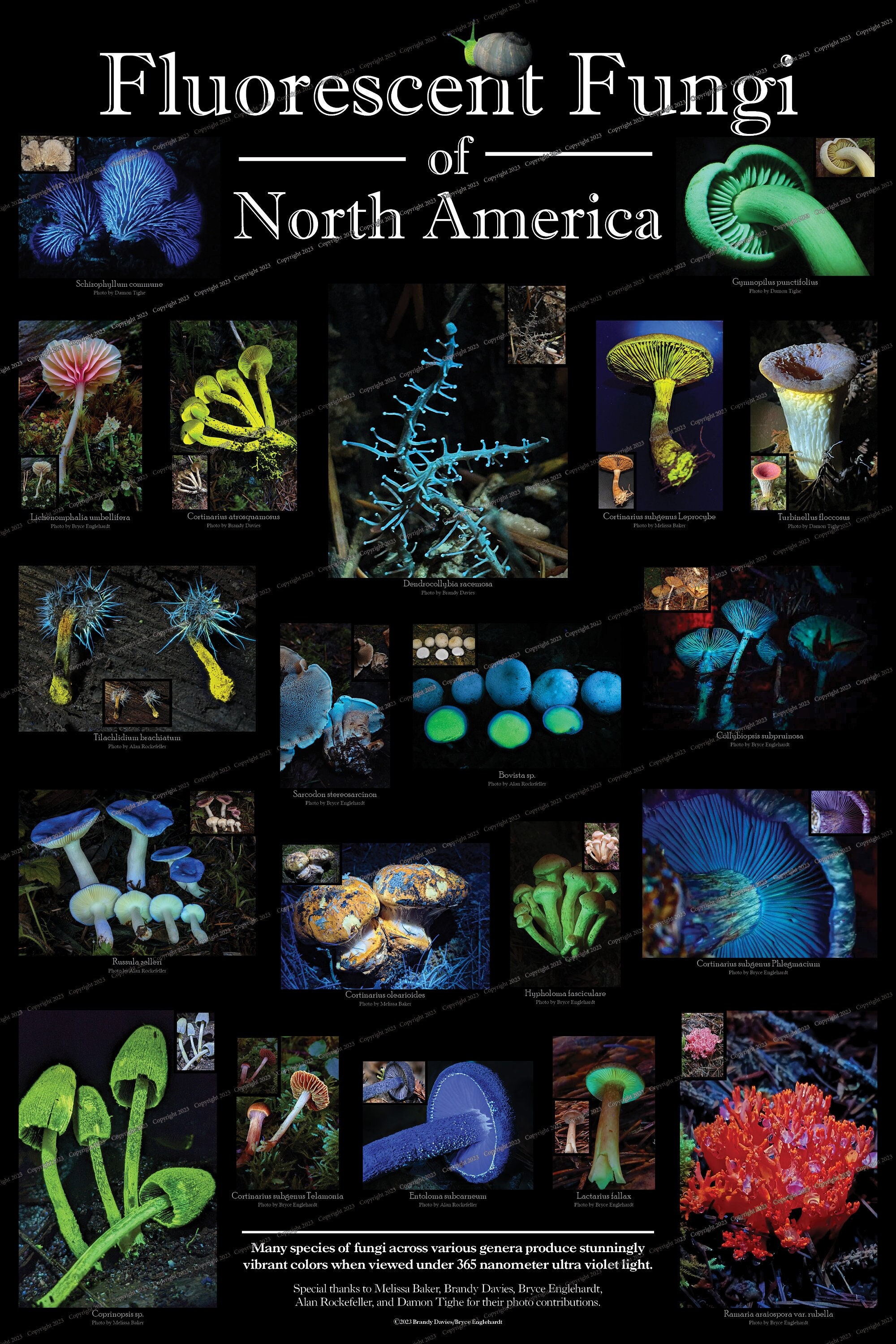 Fluorescent Fungi of North America Poster - Mushroom Poster - 24"x36 ...