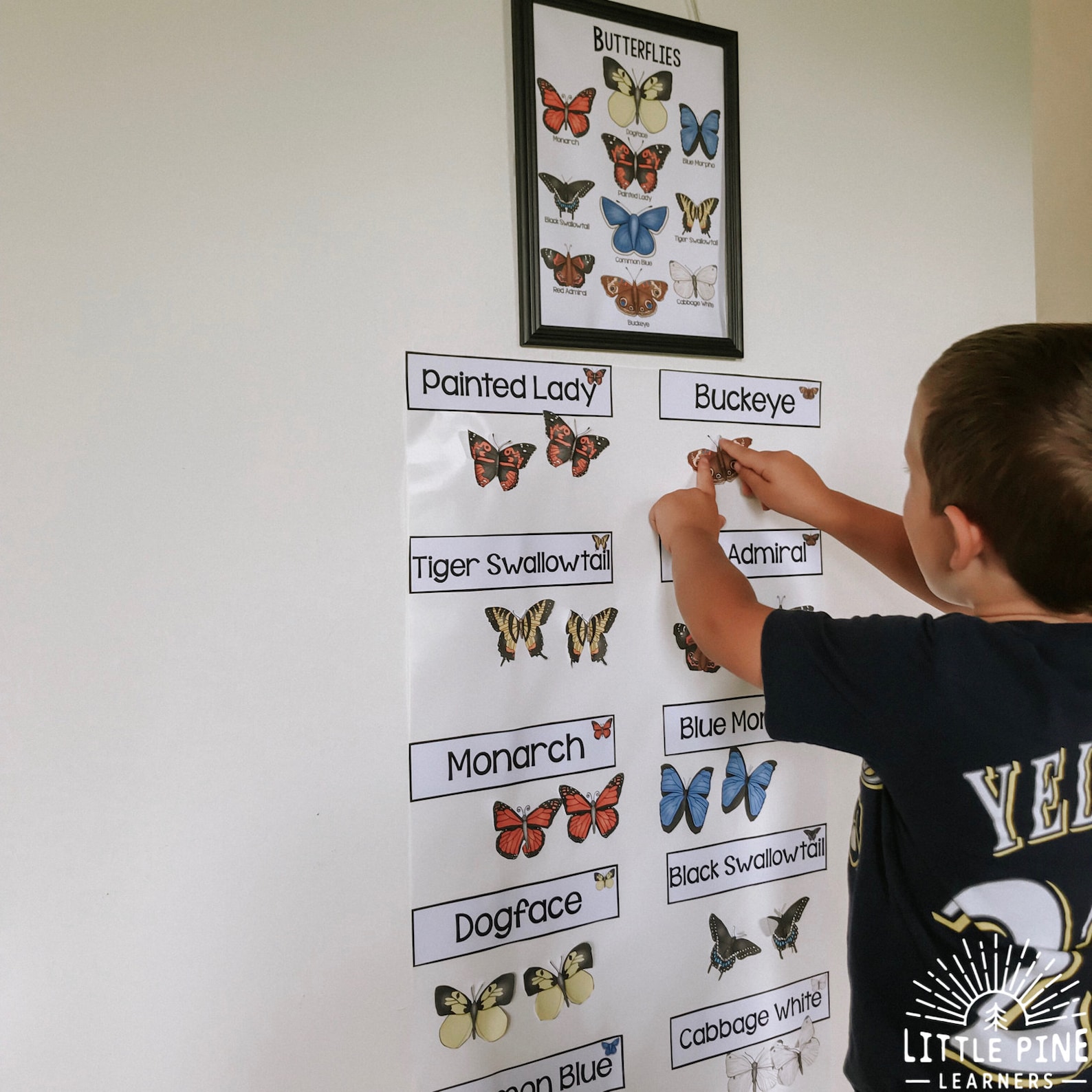 Butterflies- Fun Activities for Learning About and Butterfly ...