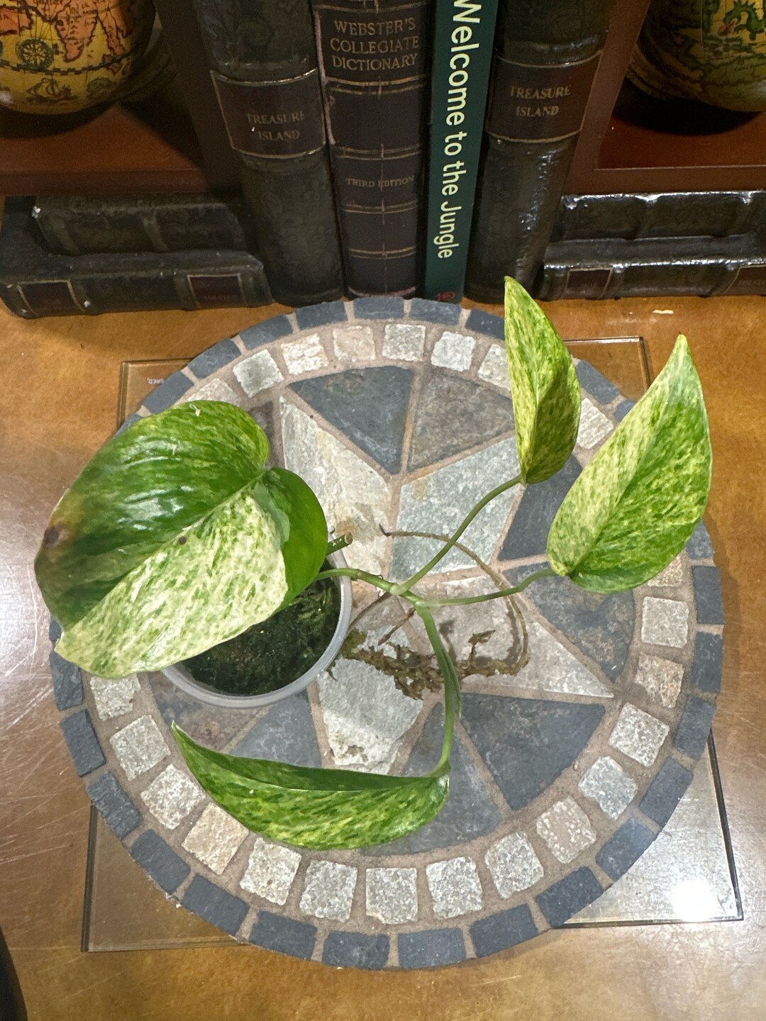 US Seller Epipremnum Hanoman SP. Bali Variegated Fully Rooted - Etsy