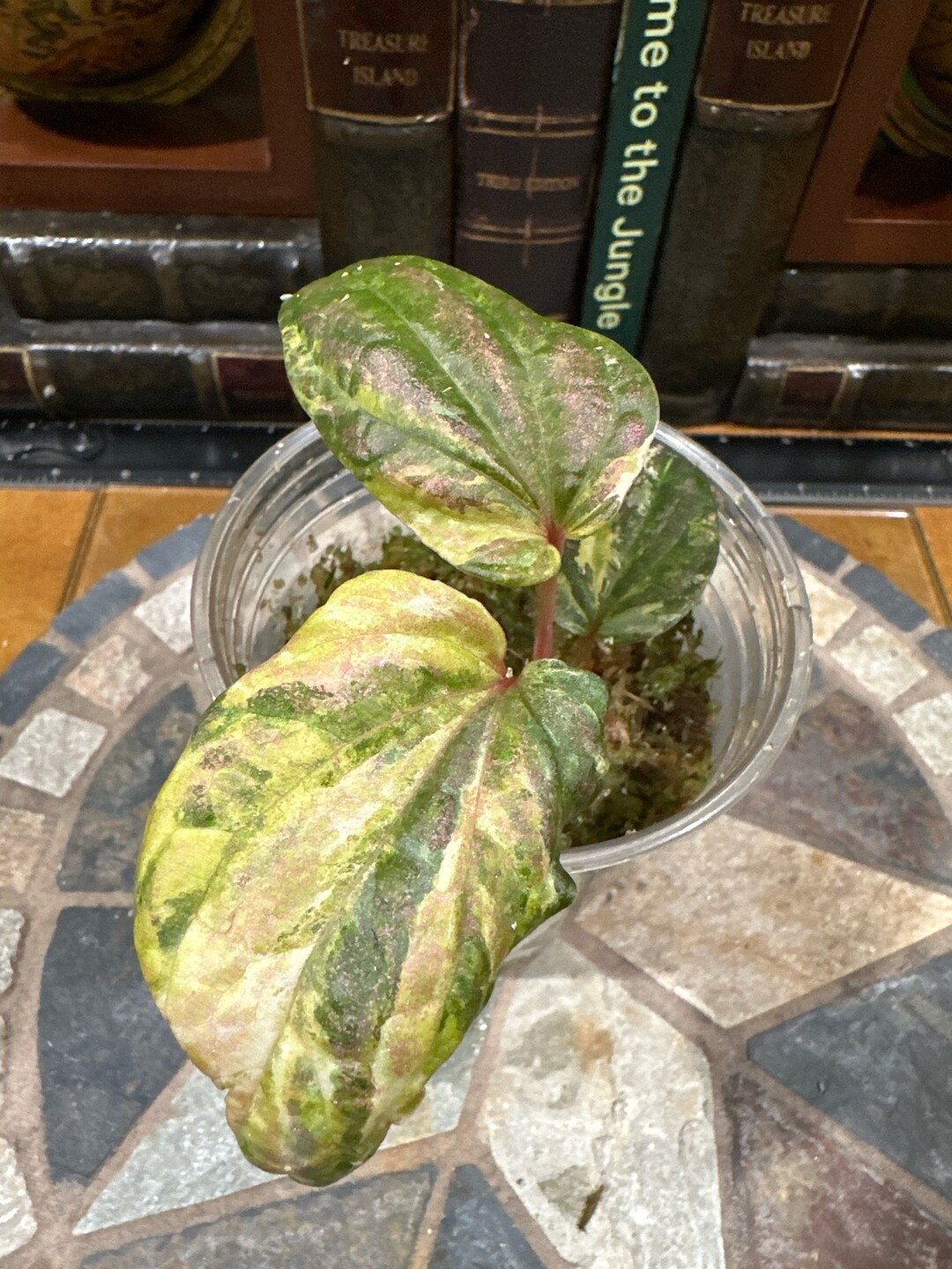 US Seller Piper Sylvaticum Variegated Fully Rooted B - Etsy