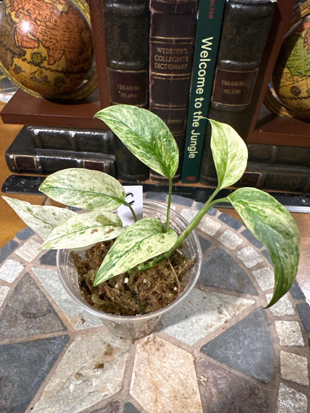 US Seller Monstera Laniata Mint Variegated Fully Rooted C - Etsy
