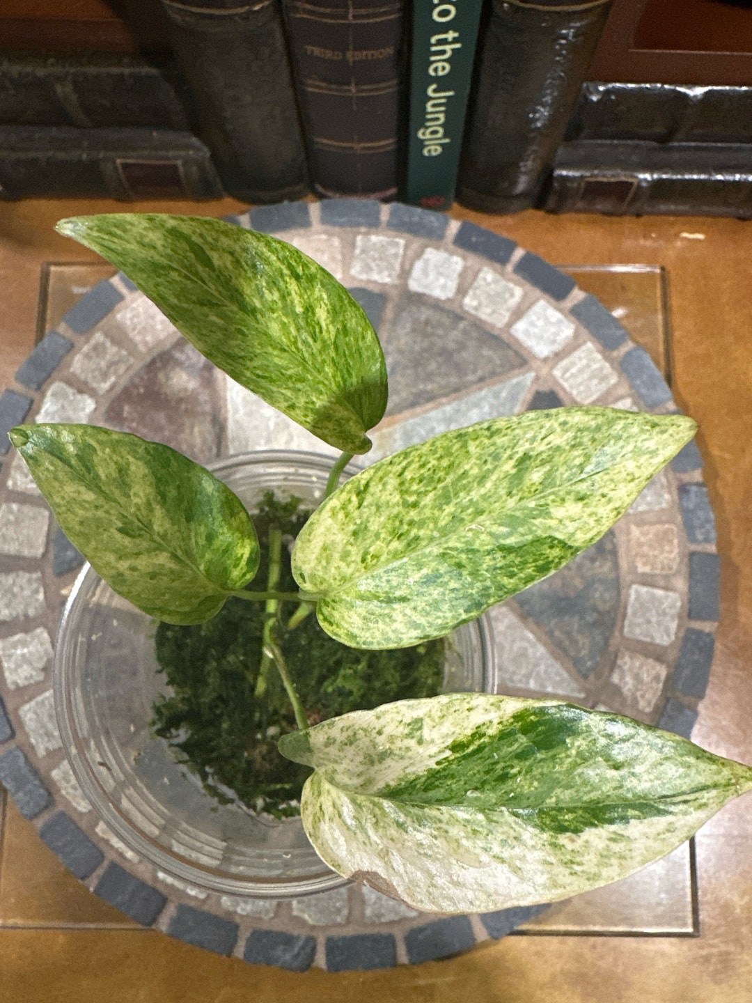 US Seller Epipremnum Hanoman SP. Bali Variegated Fully Rooted B - Etsy