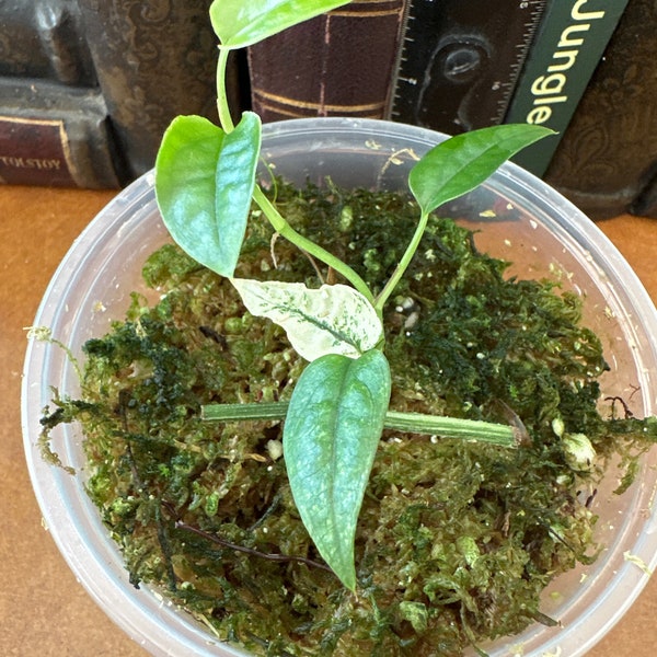 Cebu Blue Pothos - Etsy