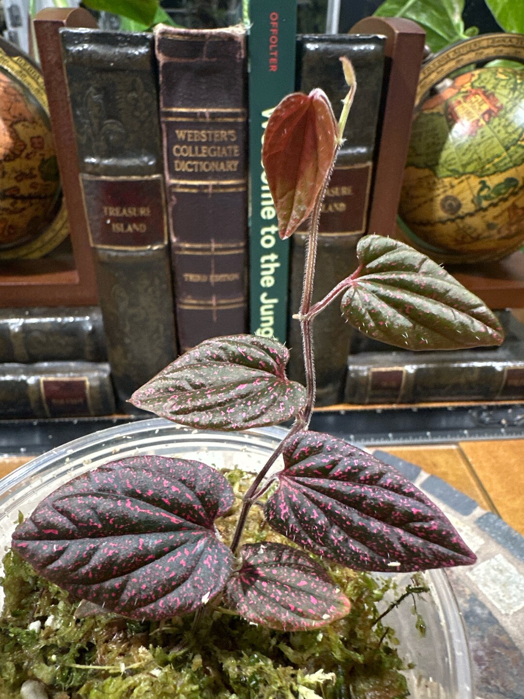 US Seller Piper SP. Black Pink Variegated Fully Rooted A - Etsy