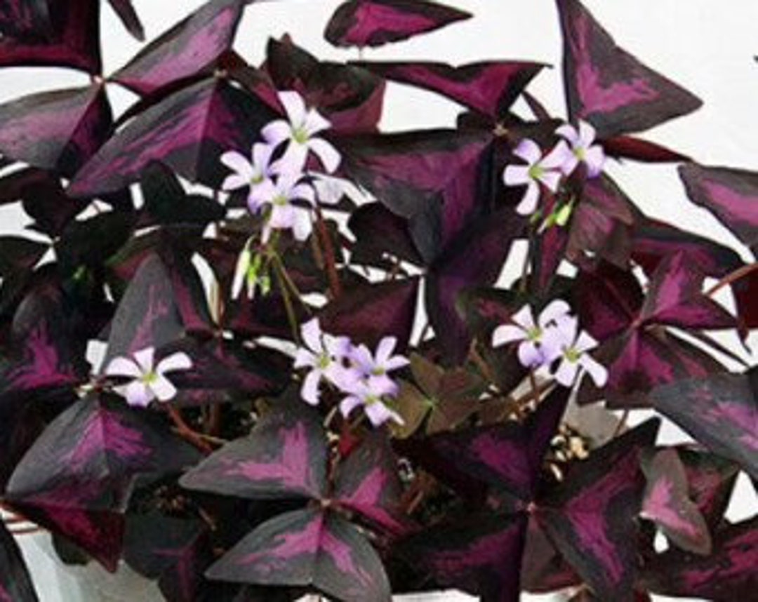 Bulbs Oxalis, Triangularis Purpurea. Purple Shamrock, Love Plant ...