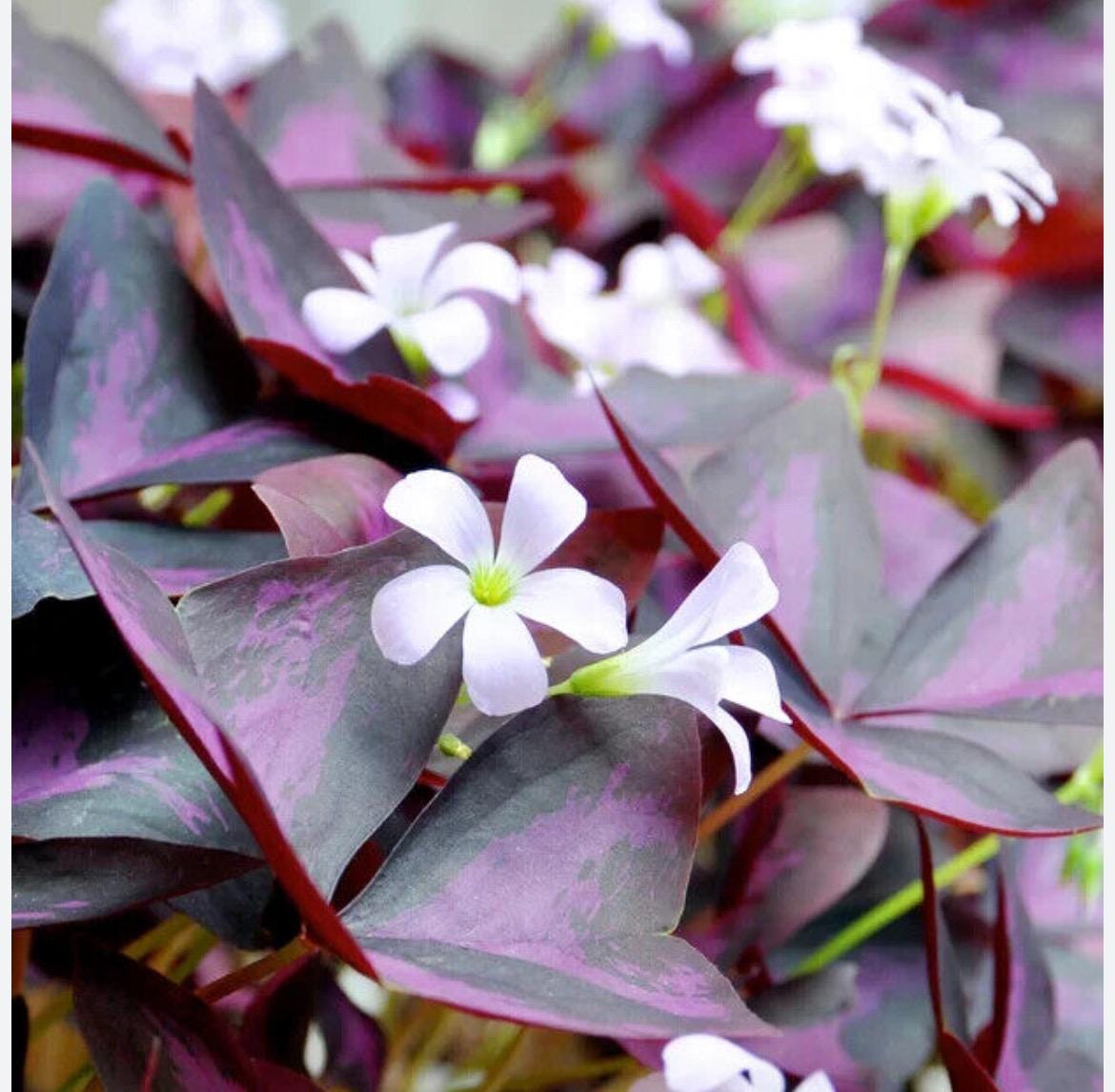 Bulbs Oxalis, Triangularis Purpurea. Purple Shamrock, Love Plant ...