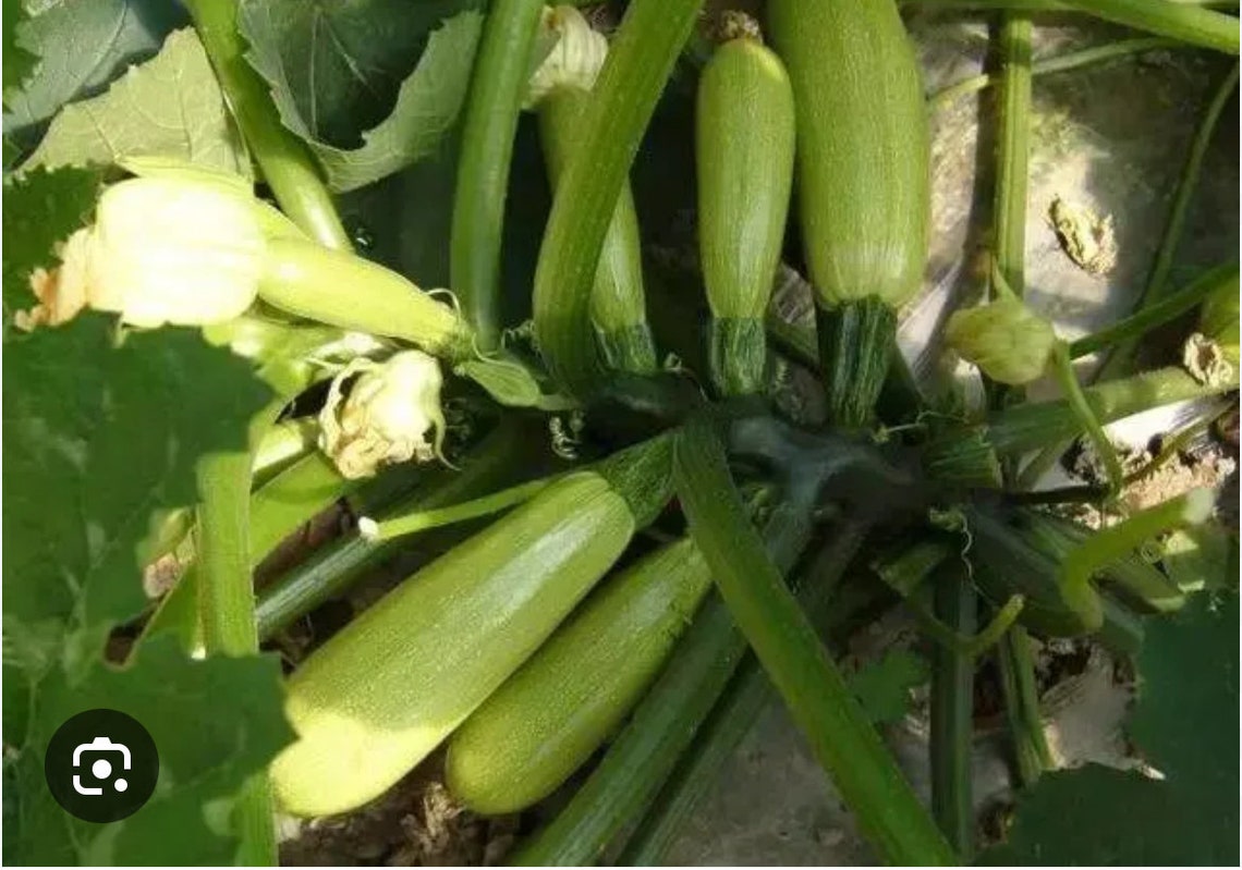 20 Organic Seeds Mexican Grey Squash, Grey Zucchini, Summer Squash, Non ...