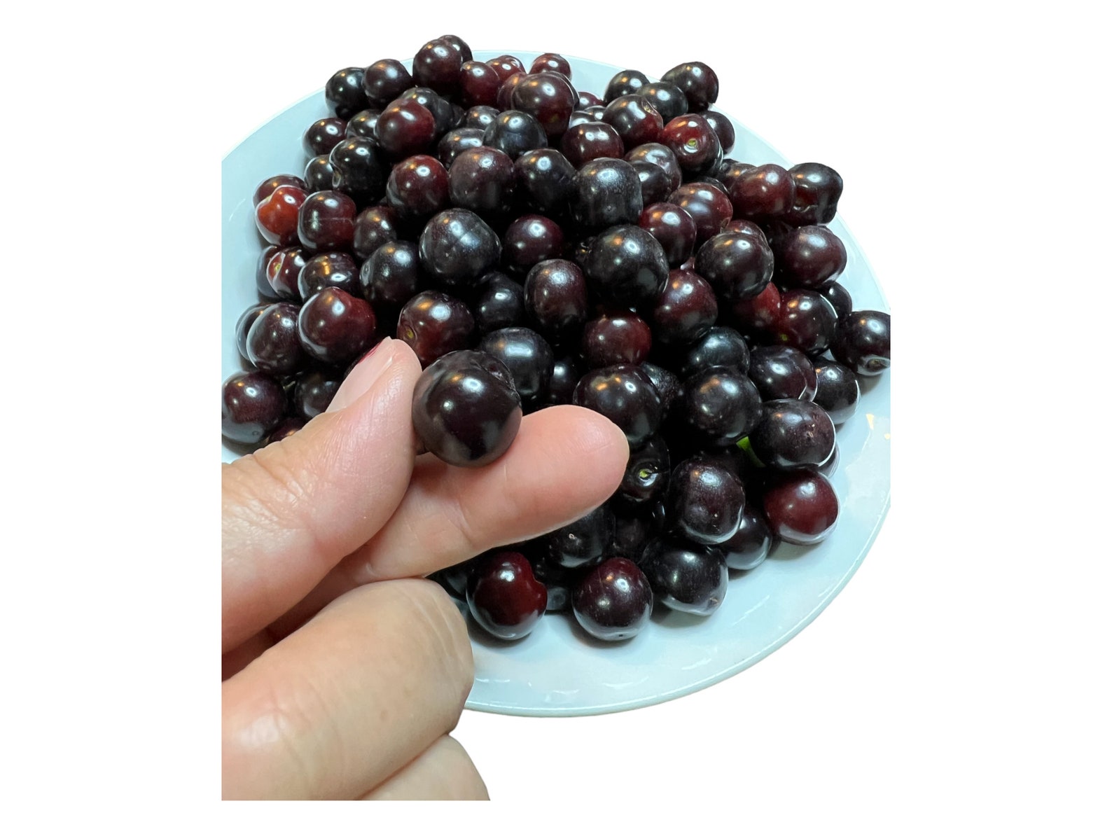 Organic Capulin Tree Seeds, Mexican Capulin Tree Seeds, Mexican Bird ...