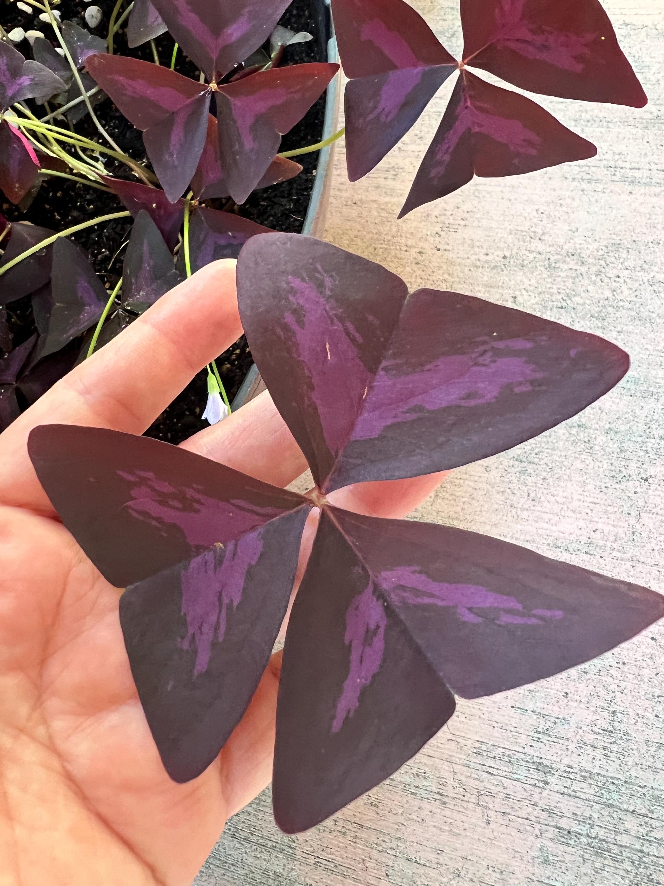 Bulbs Oxalis, Triangularis Purpurea. Purple Shamrock, Love Plant ...