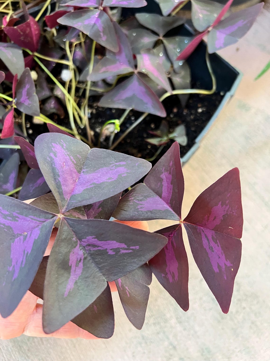 Bulbs Oxalis, Triangularis Purpurea. Purple Shamrock, Love Plant ...