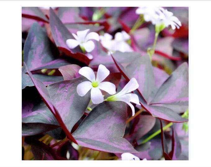 Purple Shamrock Bulbs! ~ Oxalis Triangularis ~ Easy to Grow ~ Thrives ...
