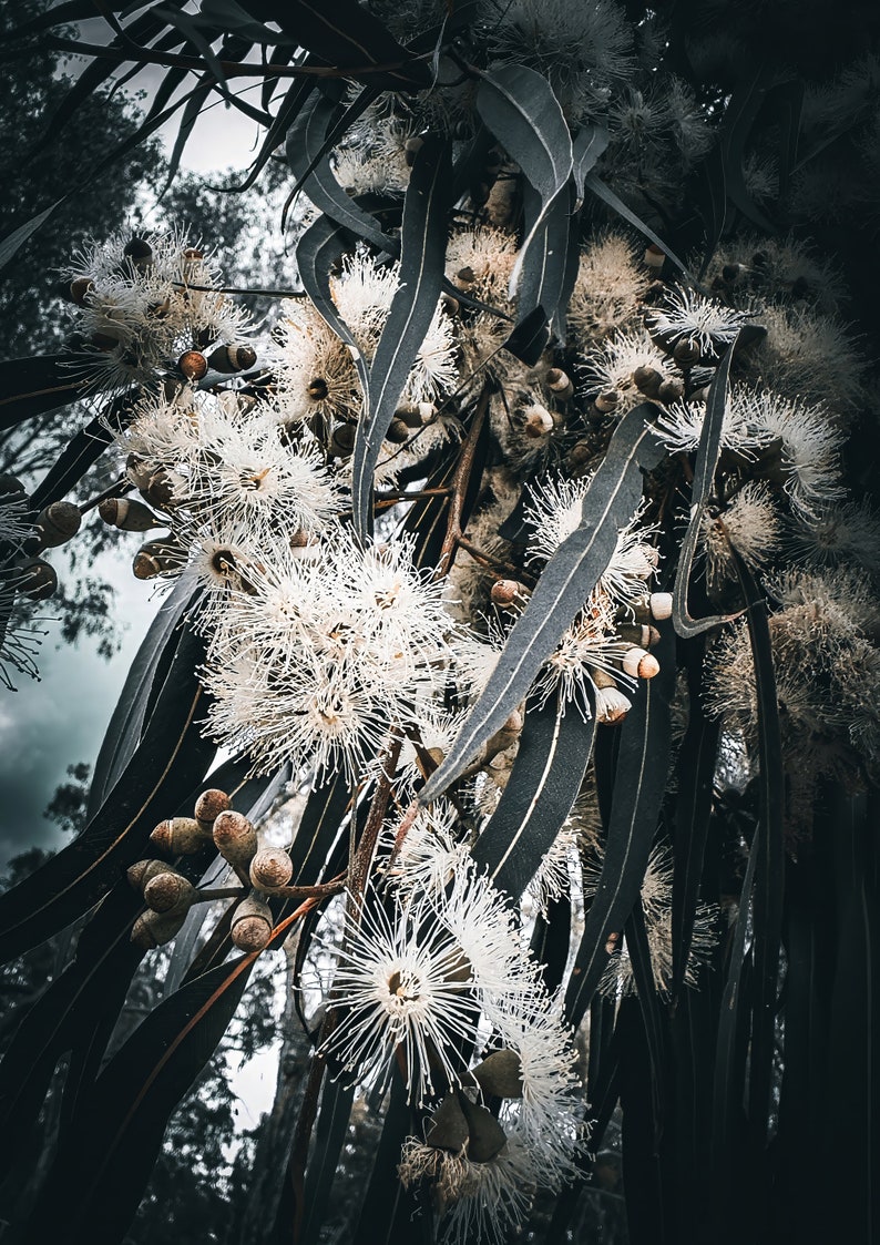 Australian Photography | Bush | Outback Landscape | Country | Farmhouse ...