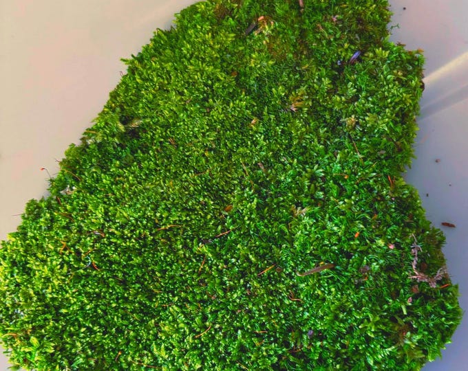 Bulk Sheet Moss ~ Feather Moss 8 Square Feet, Fresh Moss, NOT PRESERVED ...