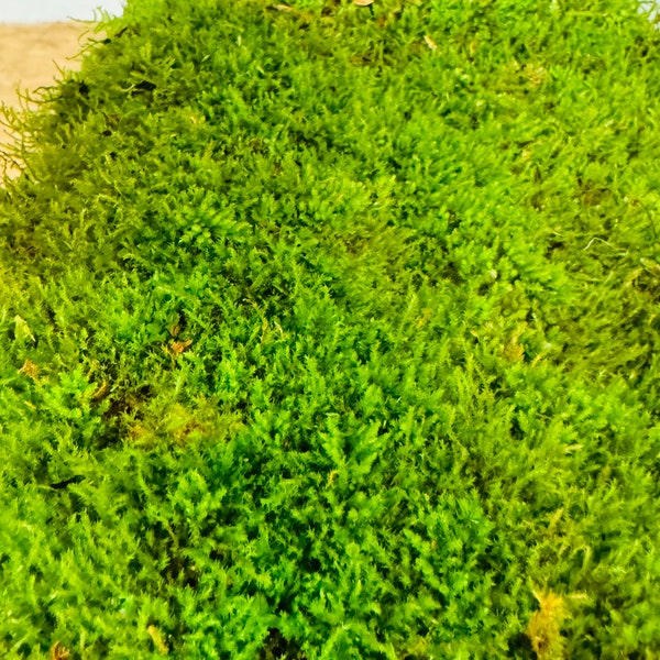 Green Sheet Moss - Etsy