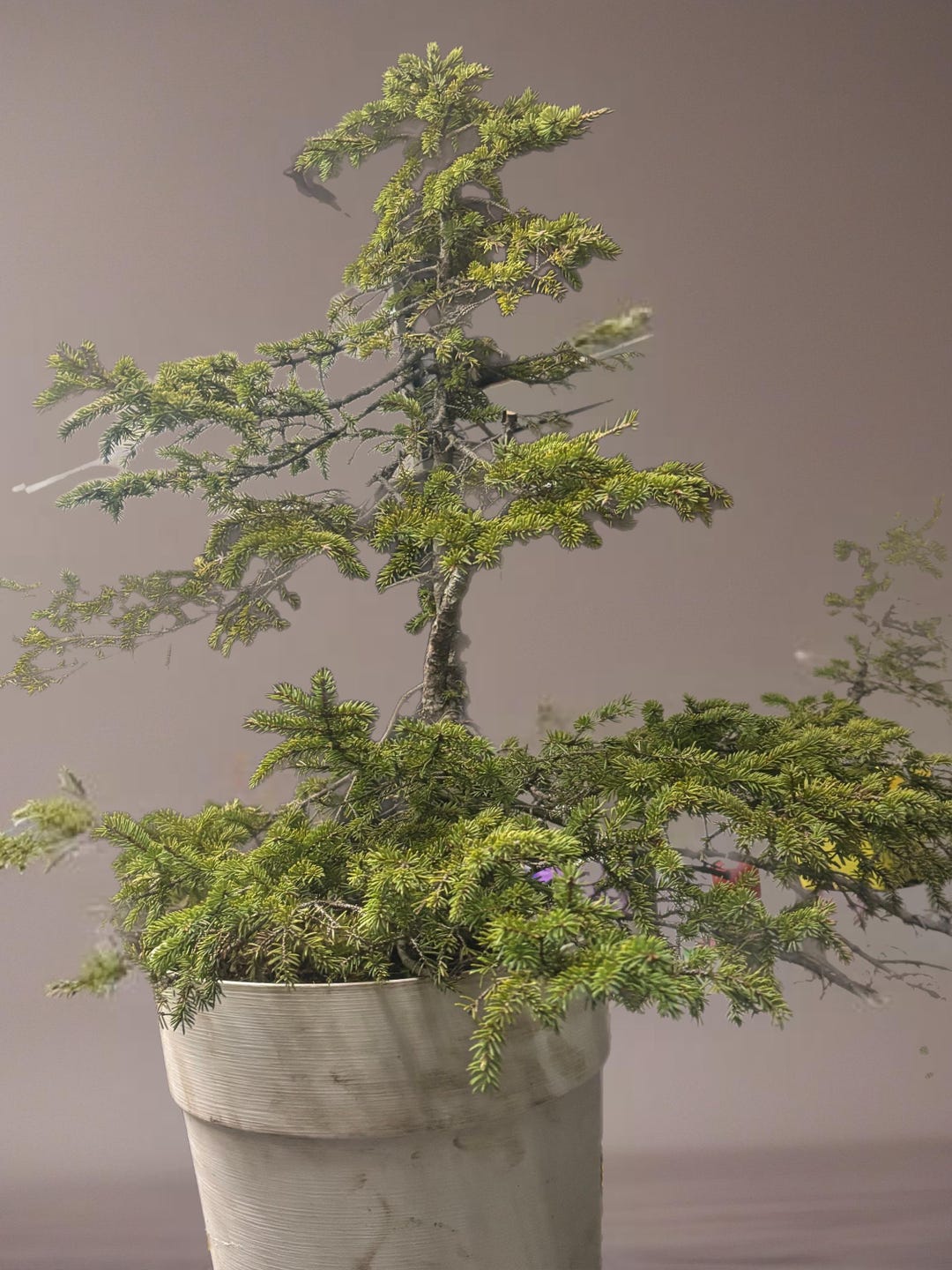 White Spruce Yamadori 22” Michigan UP Collected Apr 2025 | Wild Lake ...