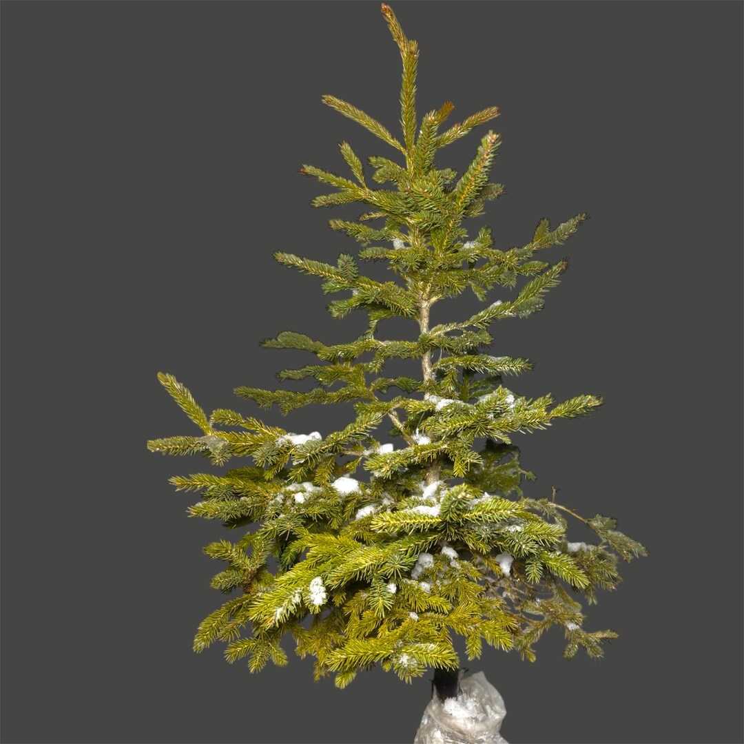 27” White Spruce Pre Bonsai Raw Material Wild Collected - Etsy