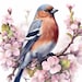 Chaffinch Watercolor Clipart Bundle, Colorful Chaffinch Set, Nursery ...