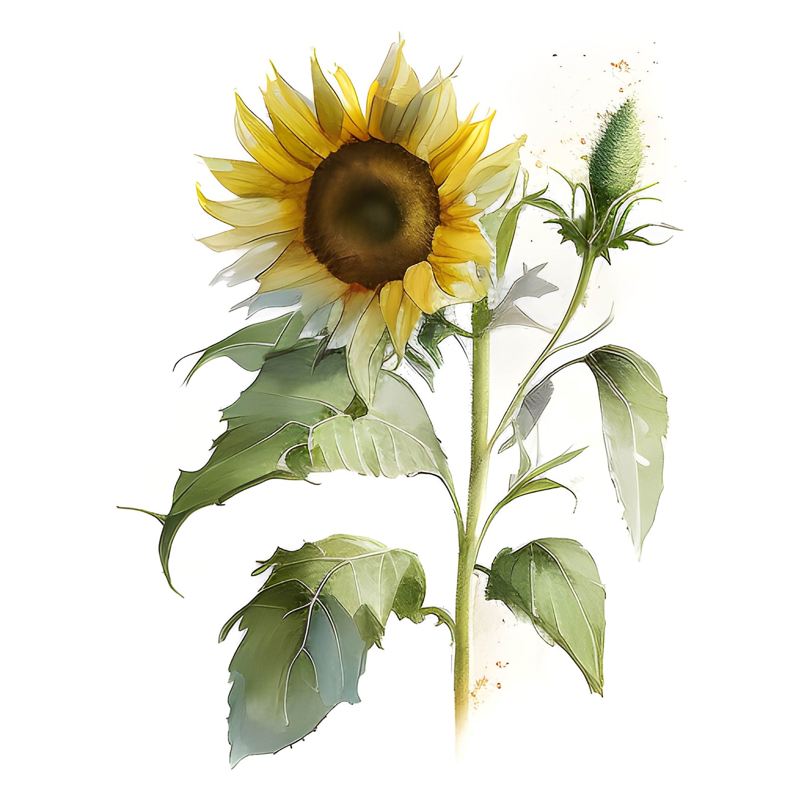 Sunflower Watercolor Clipart Watercolor Floral Clipart - Etsy