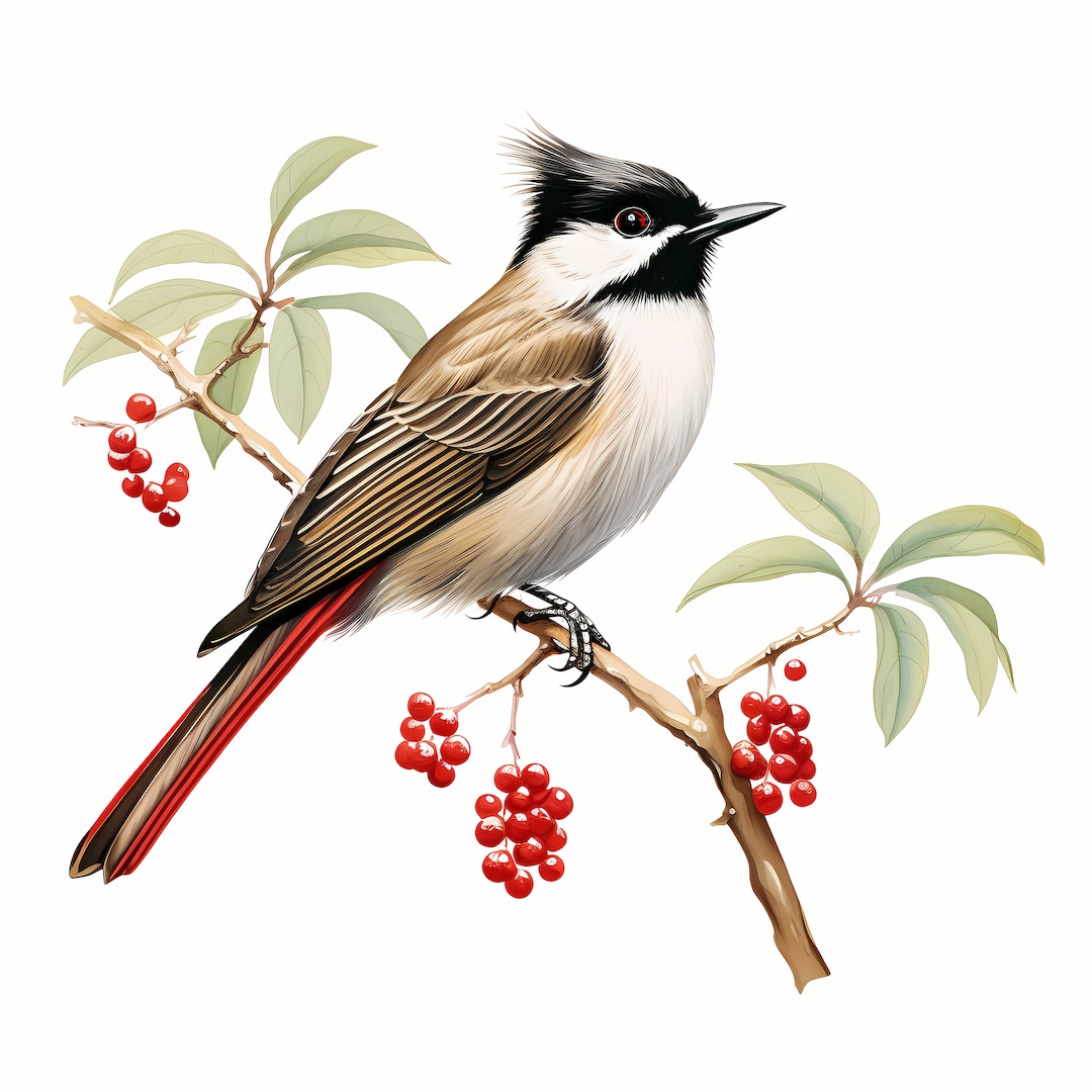 Whiskered Bulbul Watercolor Clipart Bundle, Colorful Whiskered Bulbul ...