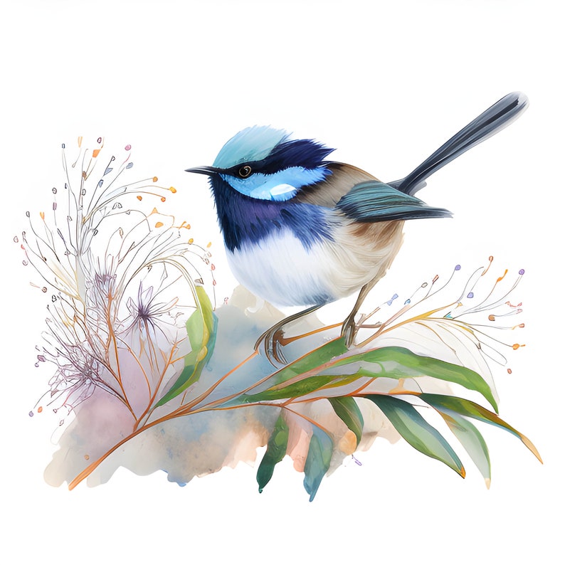 Watercolor Fairy-wren Bird Clipart, Fairy-wren Bird Set, Cute Colorful ...