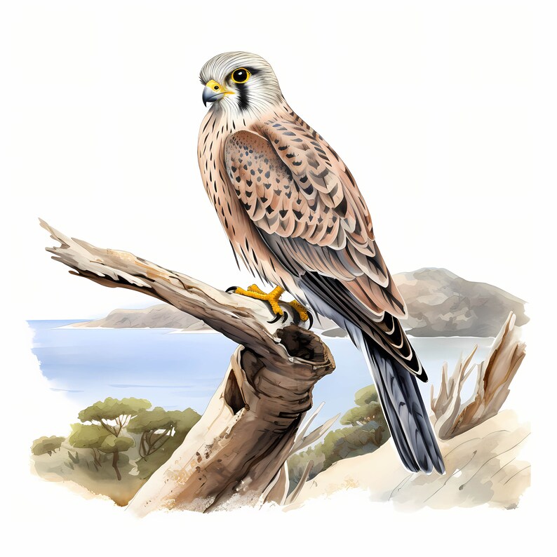 Kestrel Watercolor Clipart Bundle, Cute Colorful Kestrel Set, Nursery ...