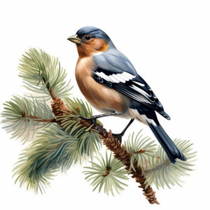 Chaffinch Watercolor Clipart Bundle, Colorful Chaffinch Set, Nursery ...