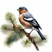 Chaffinch Watercolor Clipart Bundle, Colorful Chaffinch Set, Nursery ...