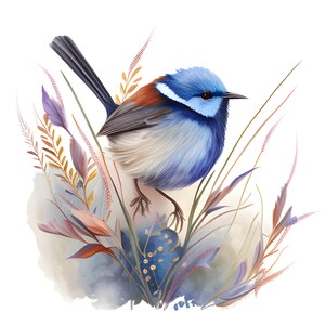 Watercolor Fairy-wren Bird Clipart, Fairy-wren Bird Set, Cute Colorful ...