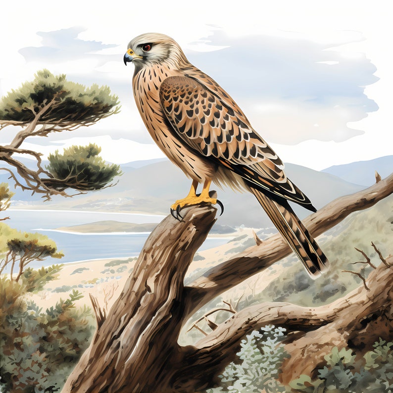 Kestrel Watercolor Clipart Bundle, Cute Colorful Kestrel Set, Nursery ...