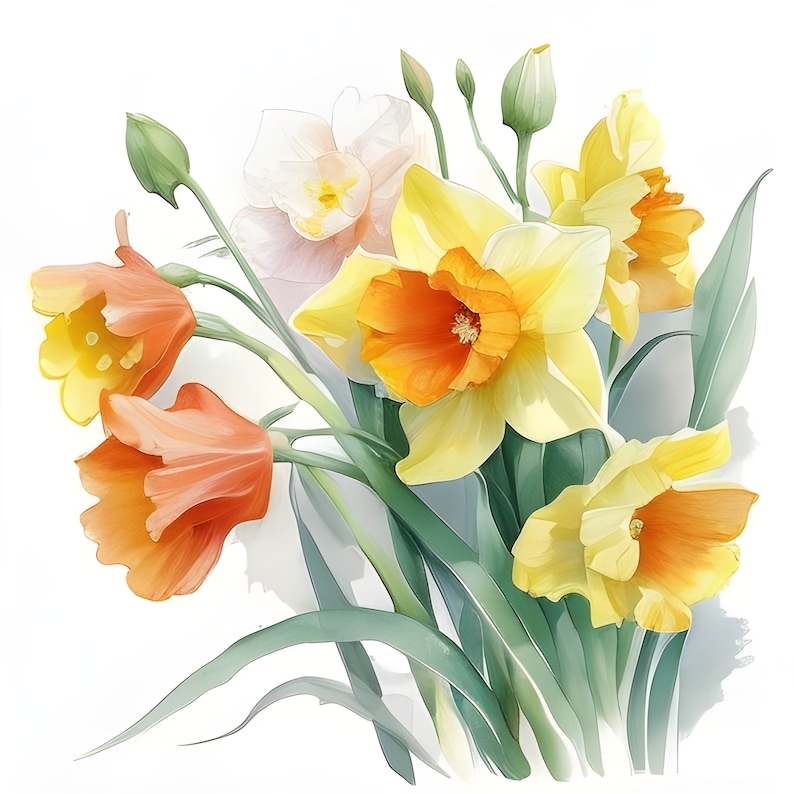 Daffodil Watercolor Clipart, Watercolor Floral Clipart, Daffodil ...