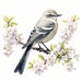 Mockingbird Watercolor Clipart Bundle, Colorful Northern Mockingbird ...