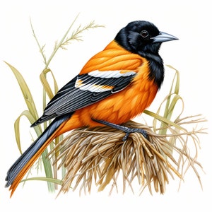 Baltimore Oriole Watercolor Clipart Bundle, Colorful Baltimore Oriole ...