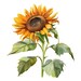 Sunflower Watercolor Clipart, Watercolor Floral Clipart, Sunflower ...