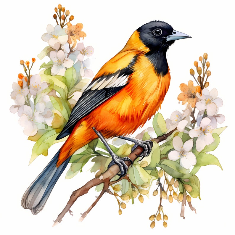 Baltimore Oriole Watercolor Clipart Bundle Colorful Baltimore - Etsy