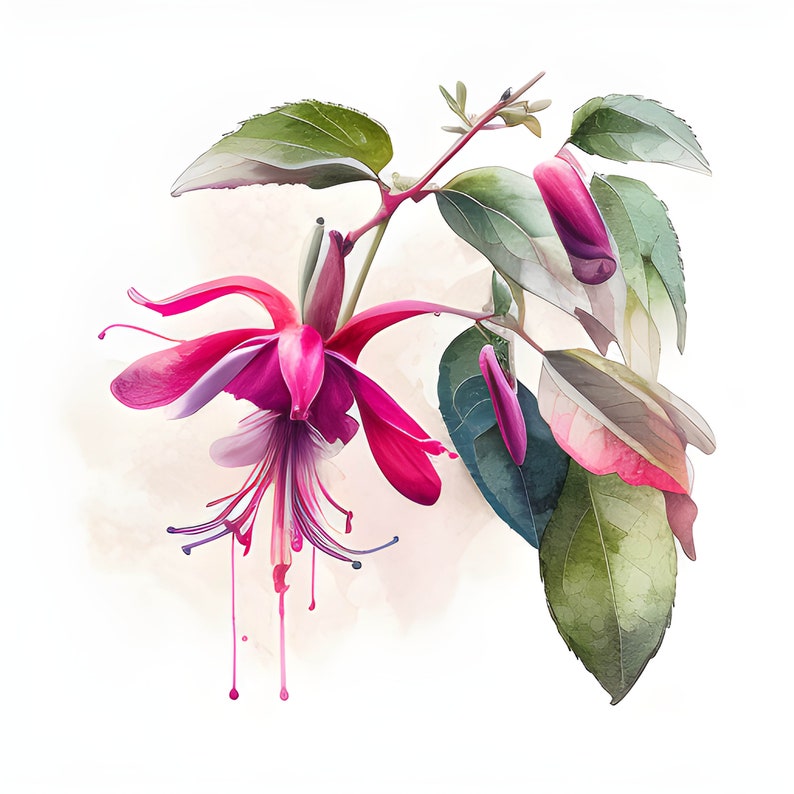 Watercolor Fuchsia Flowers Clipart Spring Flowers Floral - Etsy