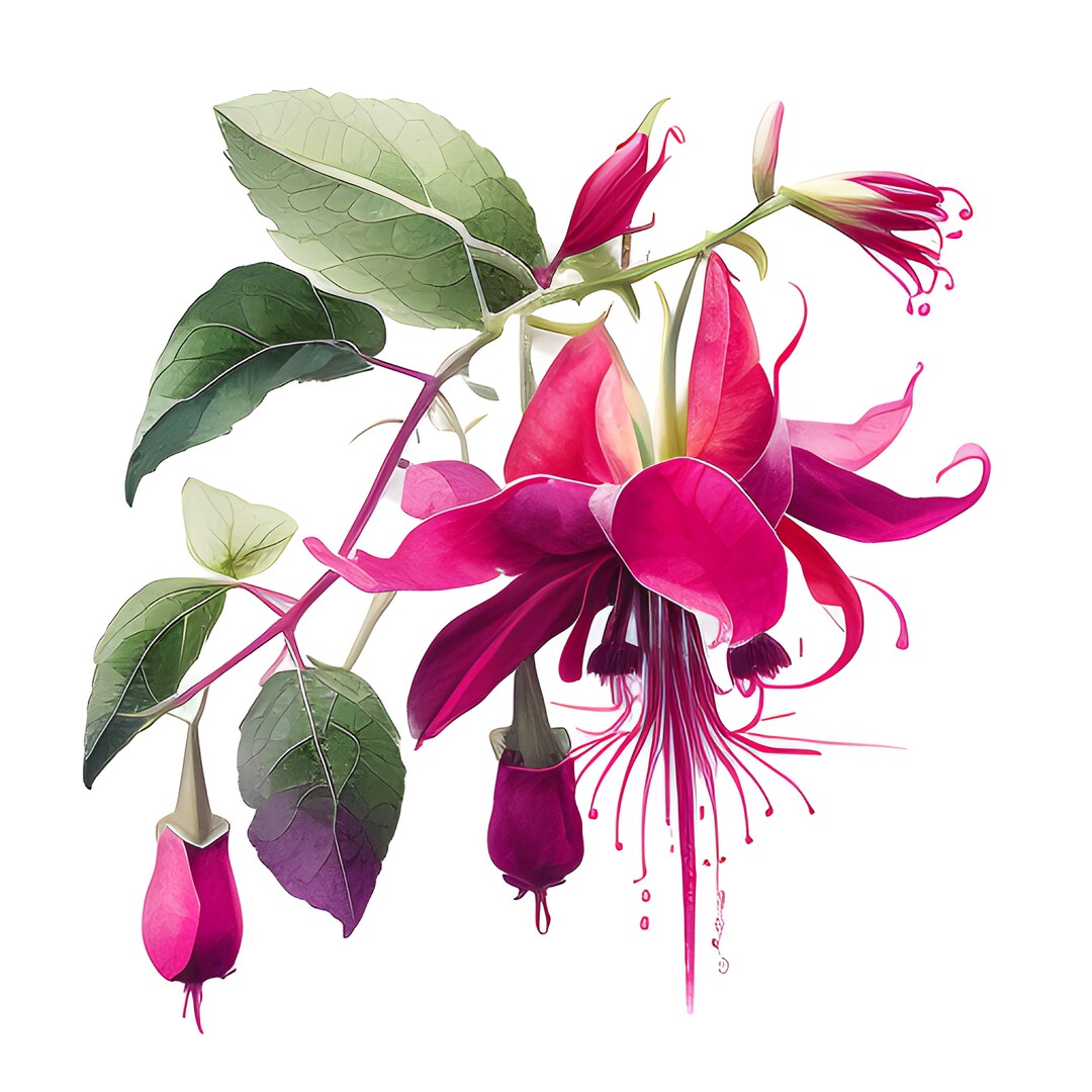 Watercolor Fuchsia Flowers Clipart Spring Flowers Floral - Etsy