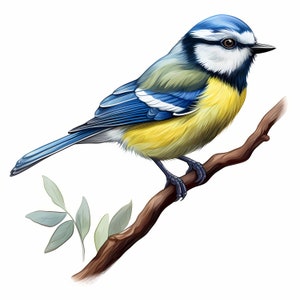 Blue Tit Watercolor Clipart Set, Bird Nursery Art (digital Download) - Etsy