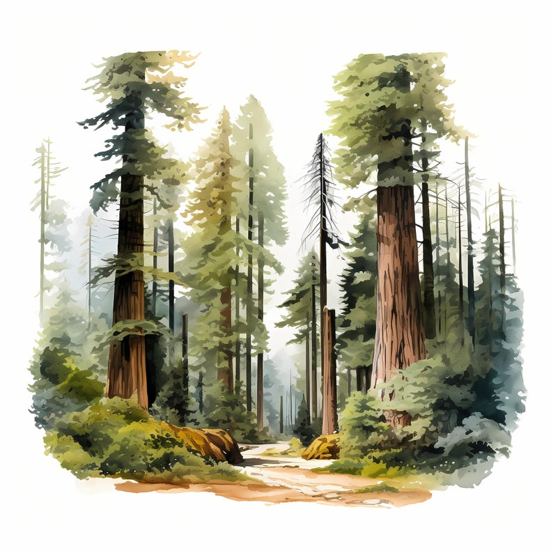 Redwood National Park Watercolor Sketch, Redwood National Park ...