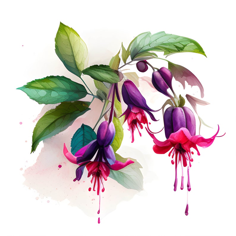 Watercolor Fuchsia Flowers Clipart Spring Flowers Floral - Etsy