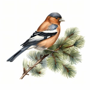 Chaffinch Watercolor Clipart Bundle, Colorful Chaffinch Set, Nursery ...